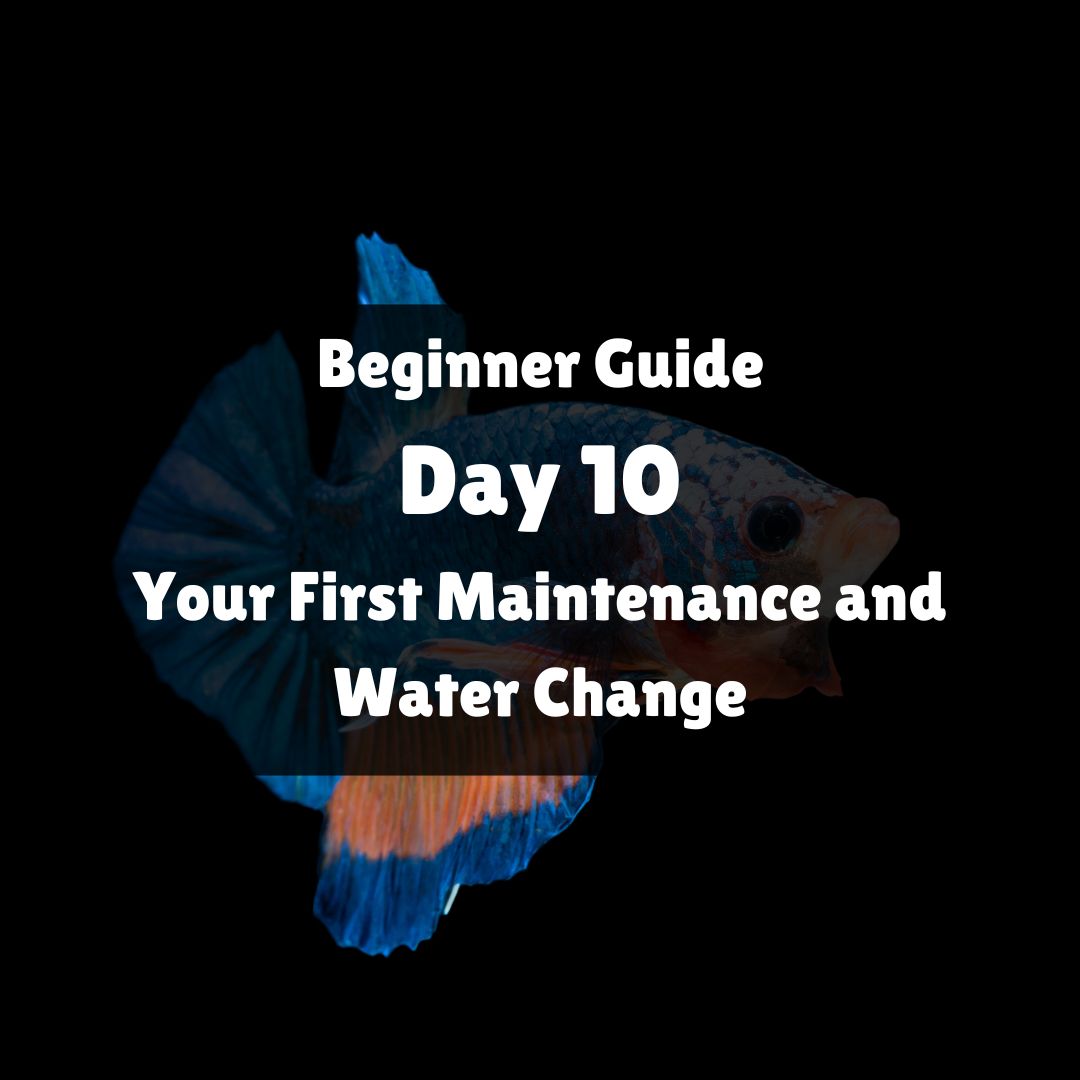 Beginner Help Guide Day 10: Your First Maintenance and Water Change ...
