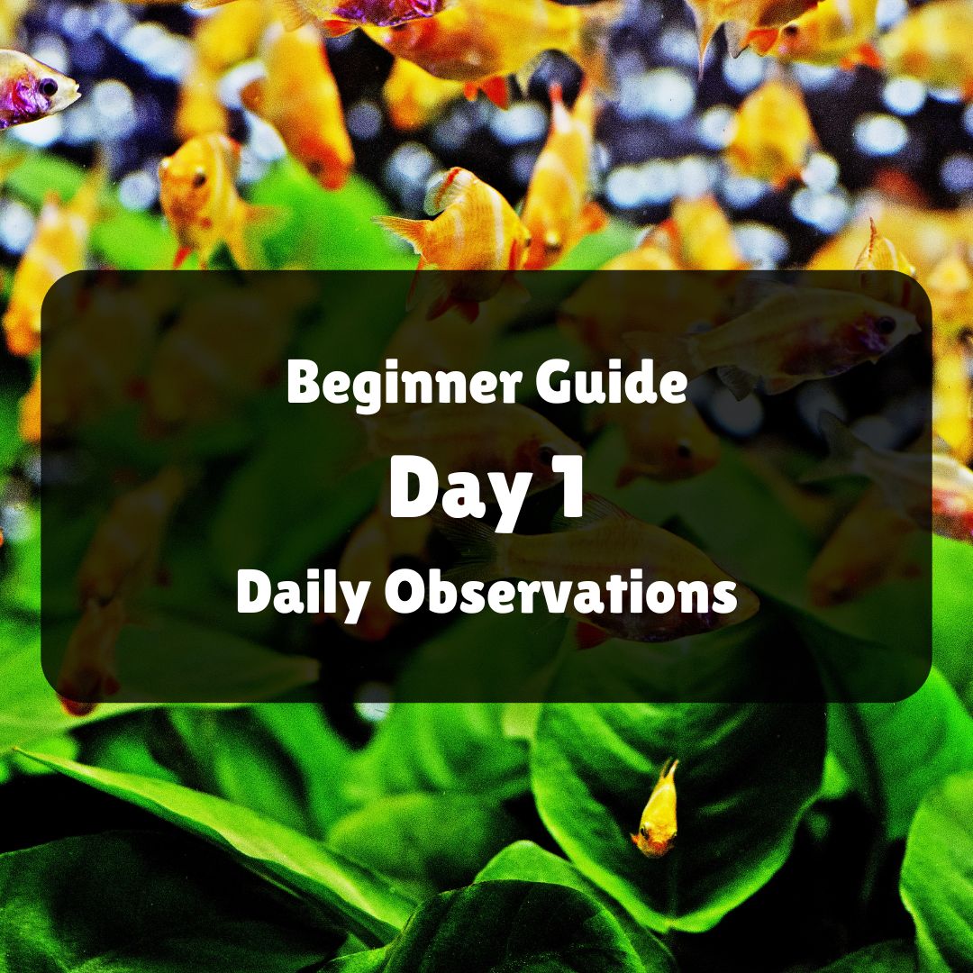 Beginner Help Guide Day 1: Daily Observations — East Ocean Aquatic