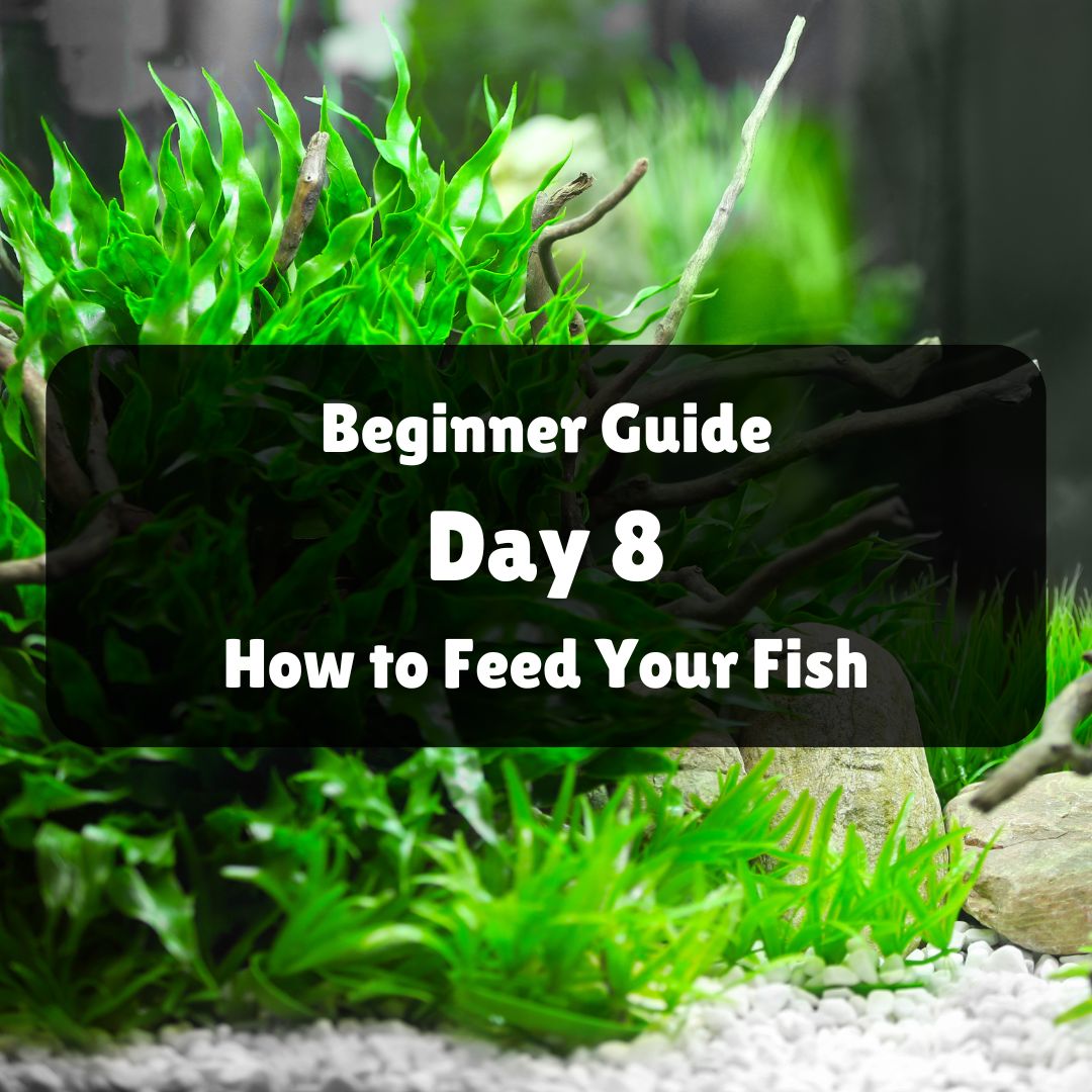 Beginner Help Guide Day 8: How to Feed Your Fish — East Ocean Aquatic