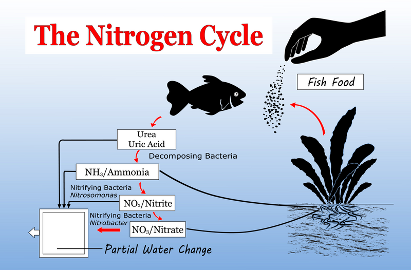 Nitrogen Cycle Aquarium All About : The Nitrogen Cycle BeFishy