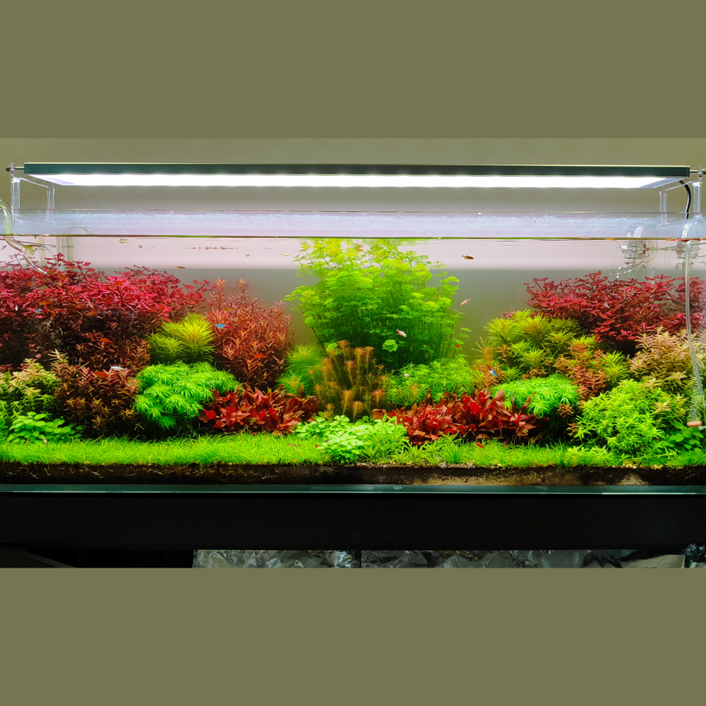 Dutch Style Aquascape 120 x 45 x 45cm by Us — East Ocean Aquatic