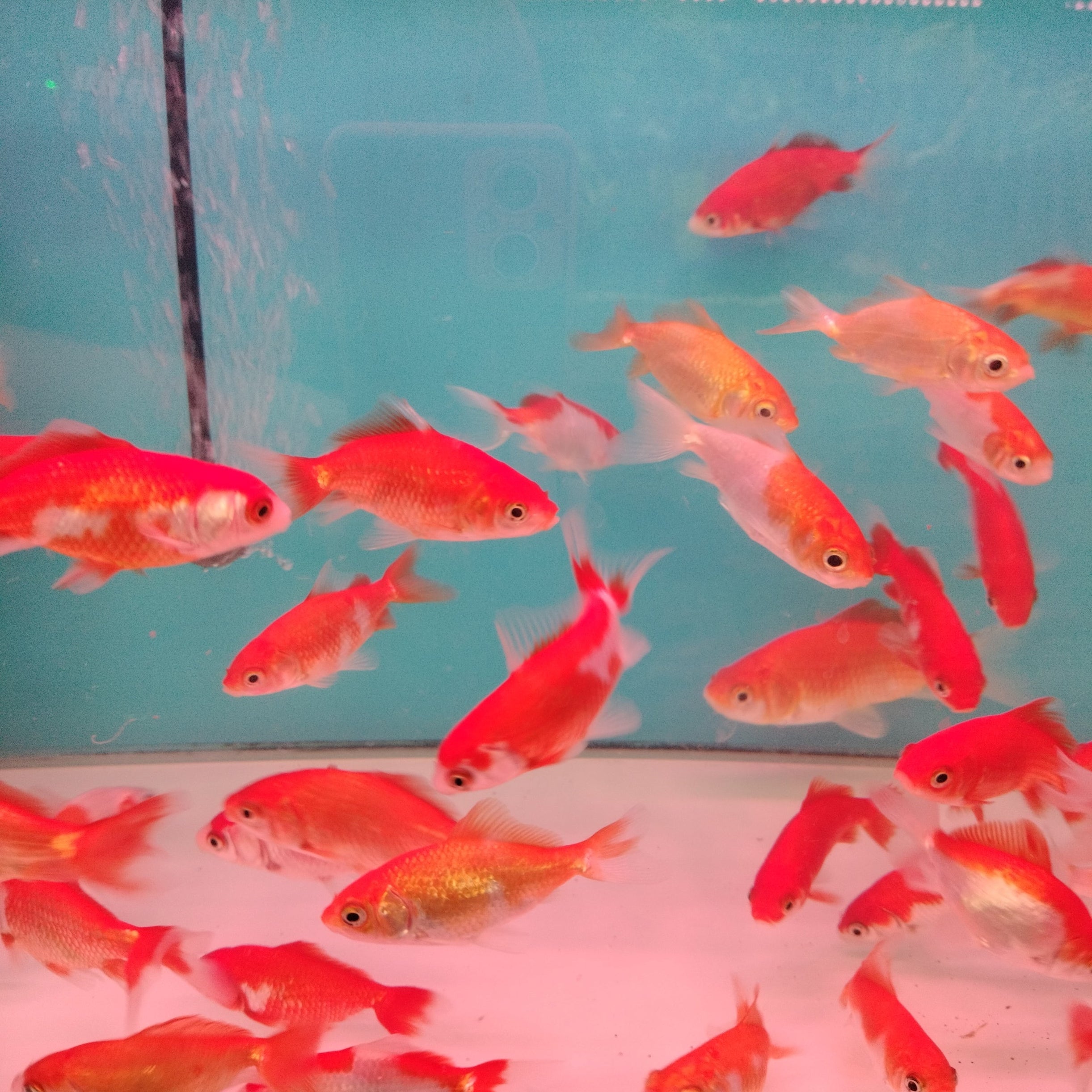 Wakin Goldfish ( 3 inches) — East Ocean Aquatic