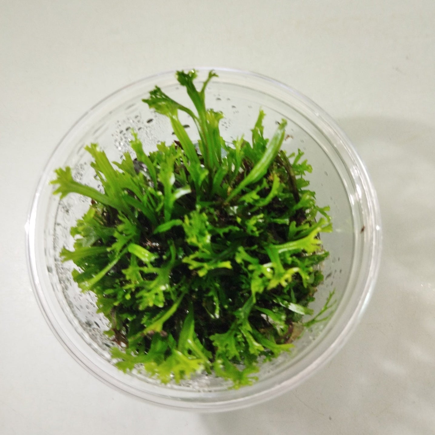TCulture Microsorium Windelov (TC Cup) — East Ocean Aquatic