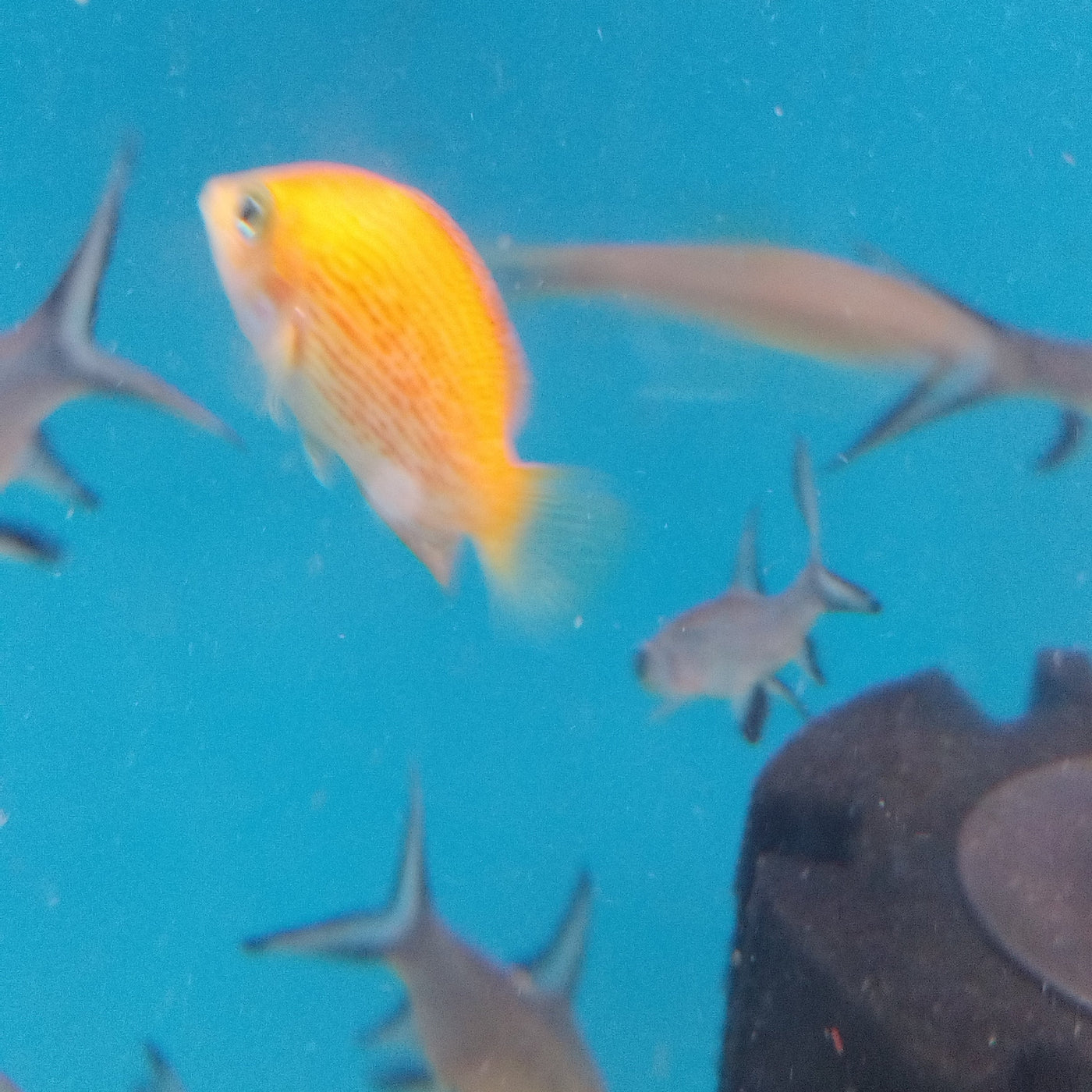 Orange Chromide ( M ) — East Ocean Aquatic