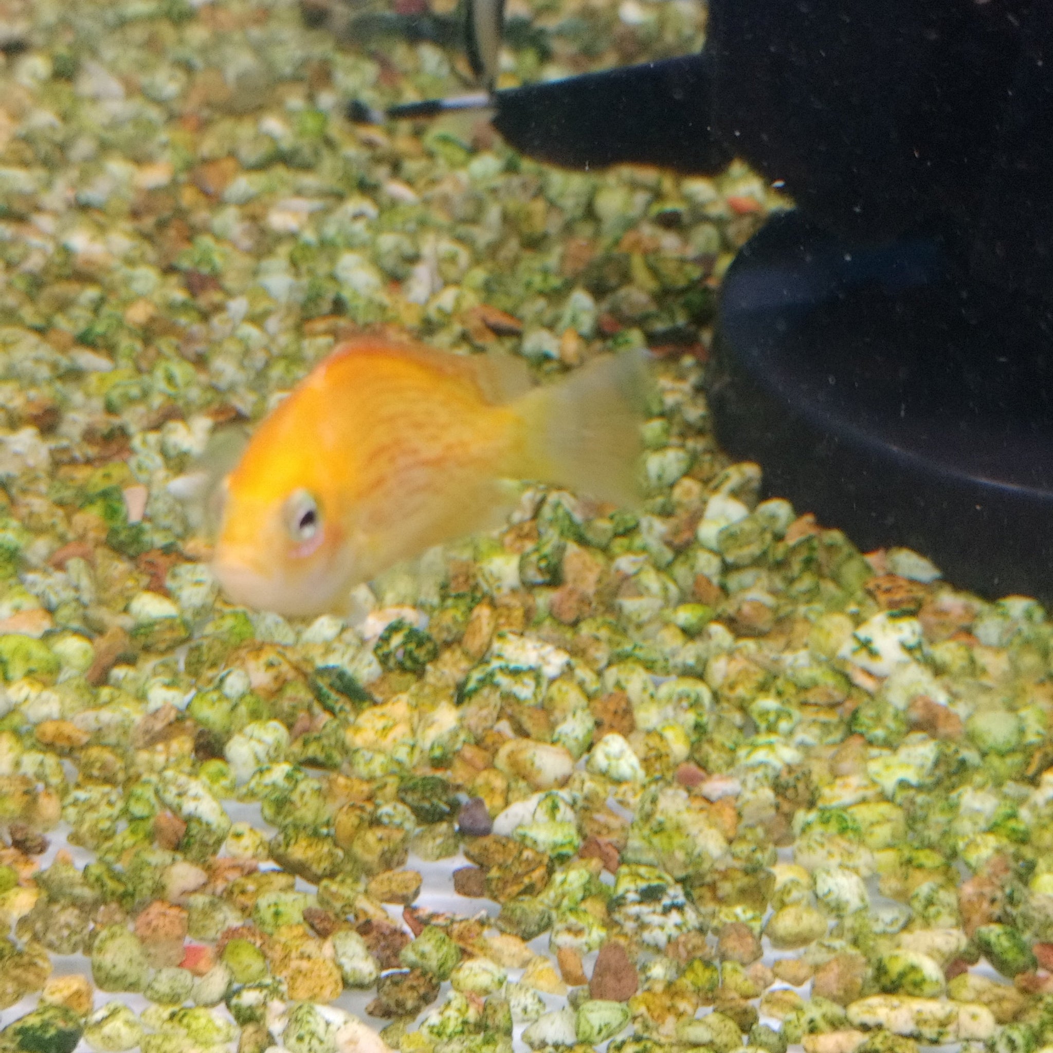 Freshwater Bottom Feeder Fish for Sale - East Ocean Aquatic