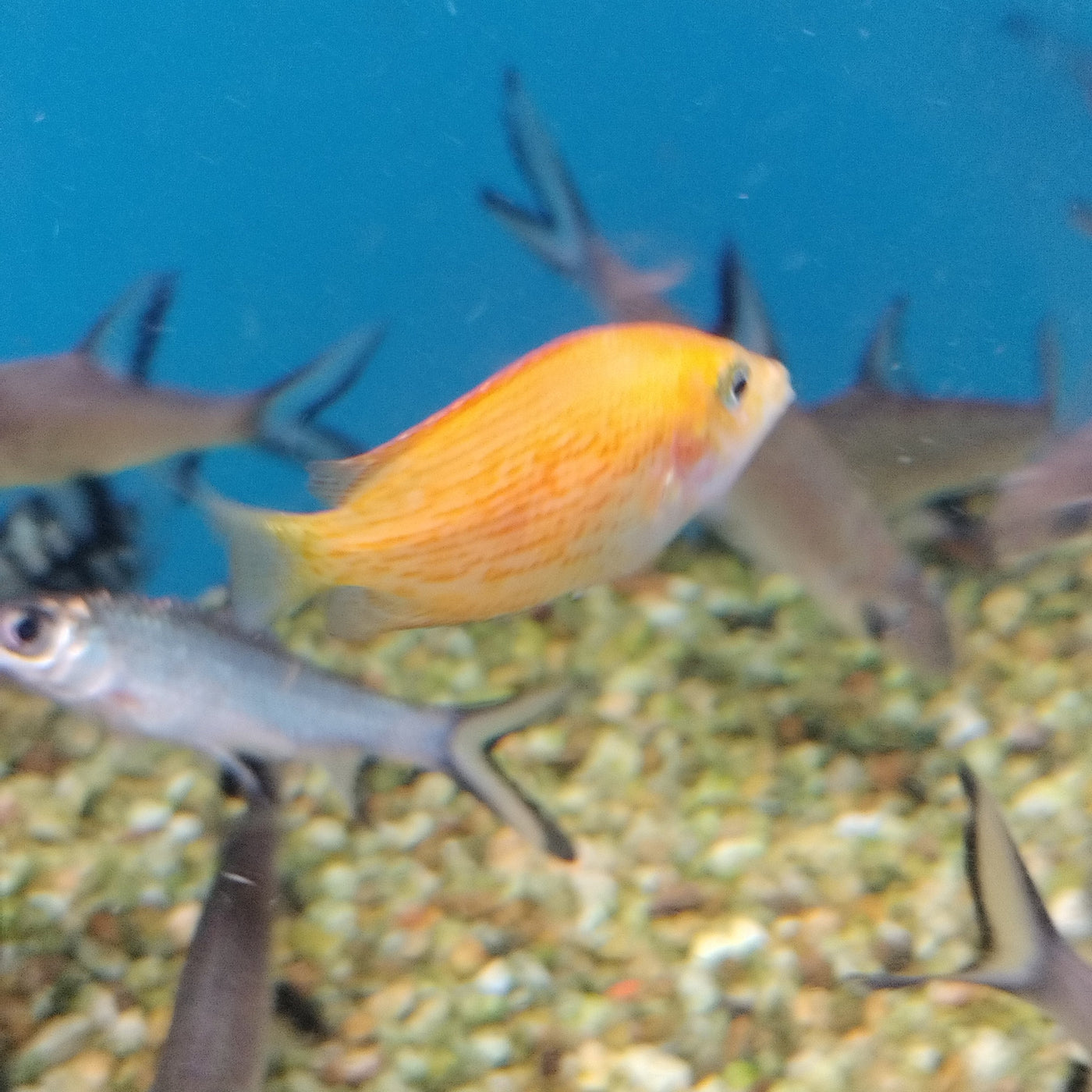 Orange Chromide ( M ) — East Ocean Aquatic