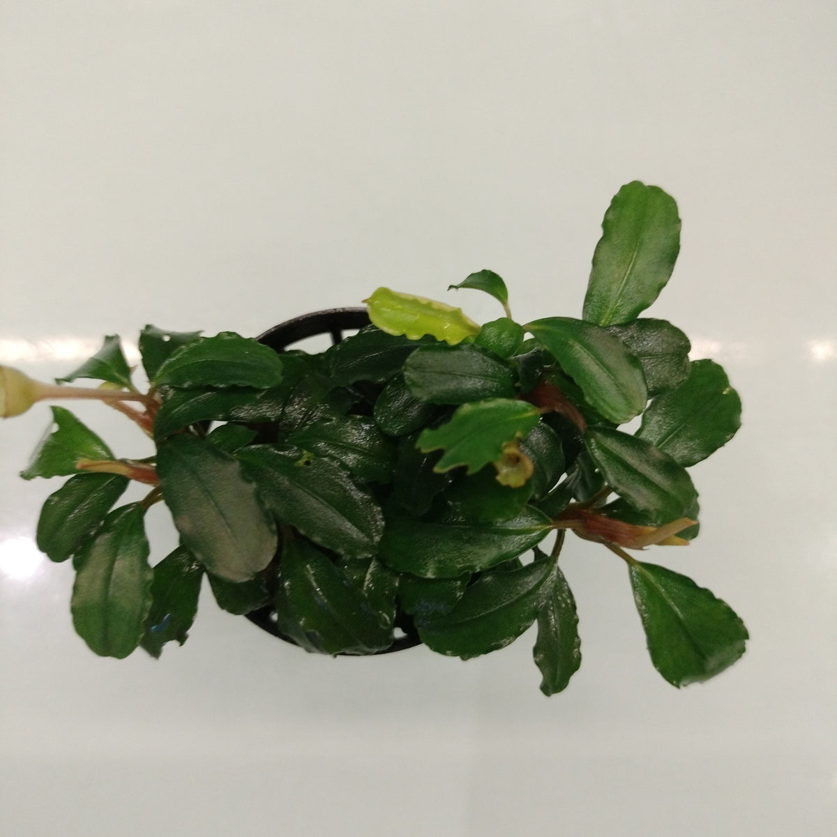 TCulture Bucephalandra Brownie Helena (Pot) — East Ocean Aquatic