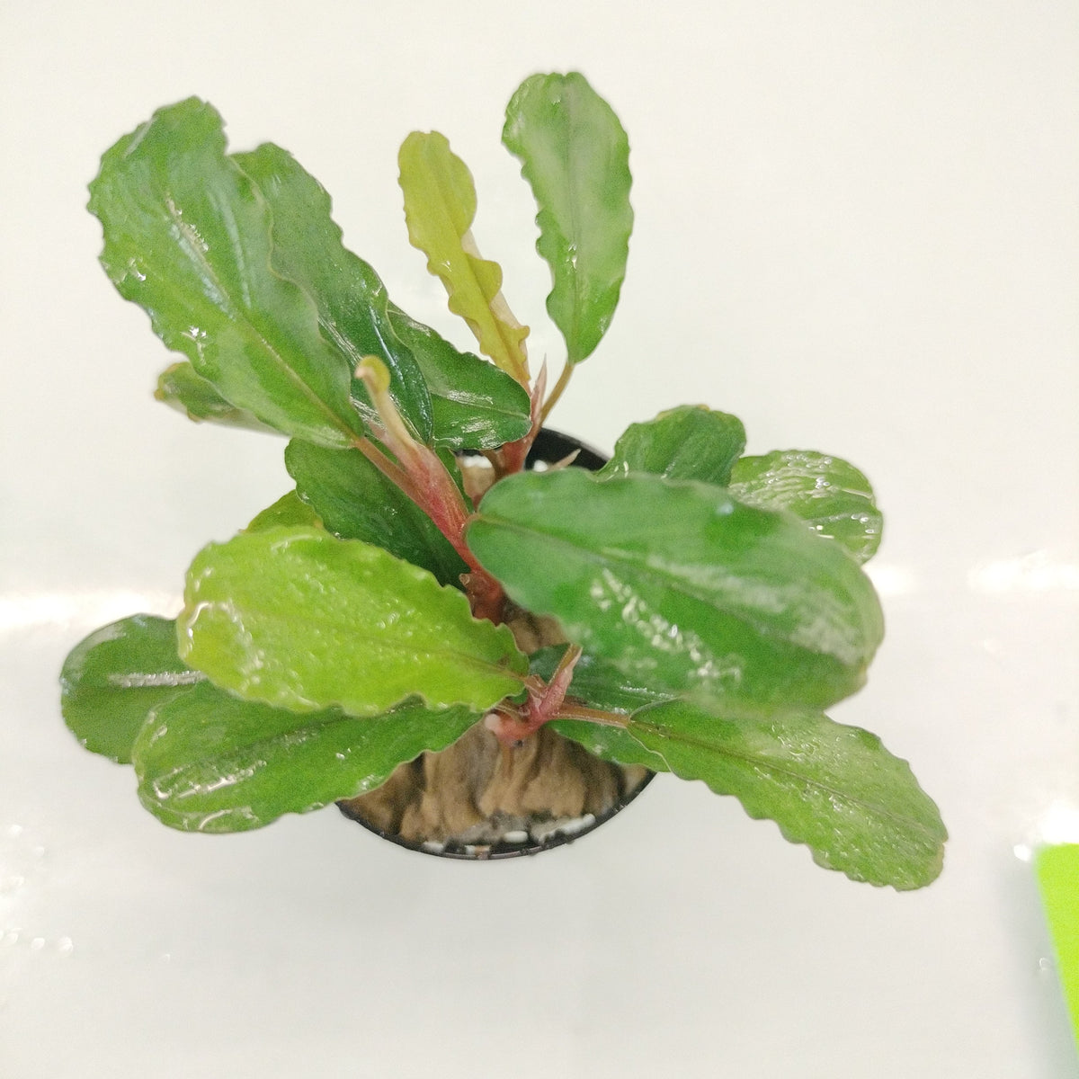 TCulture Bucephalandra Claudia (Pot) — East Ocean Aquatic