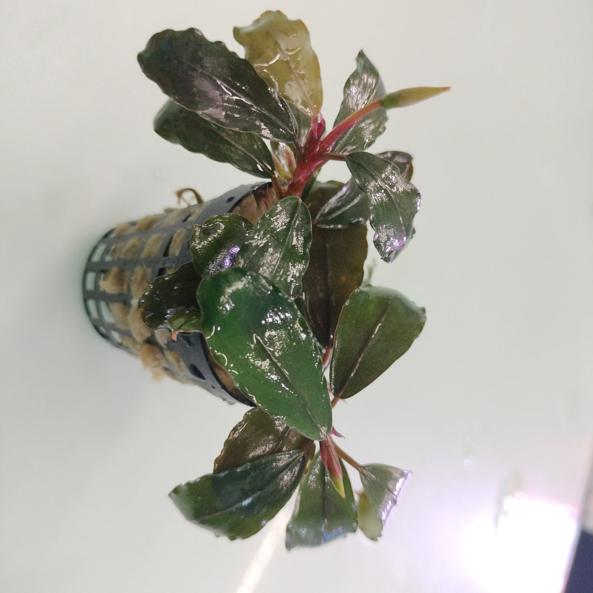 TCulture Bucephalandra Maia (Pot) — East Ocean Aquatic