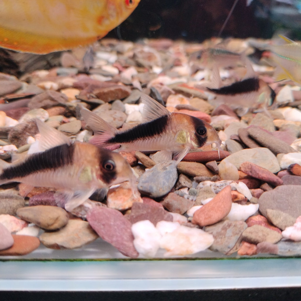 Freshwater Bottom Feeder Fish for Sale - East Ocean Aquatic