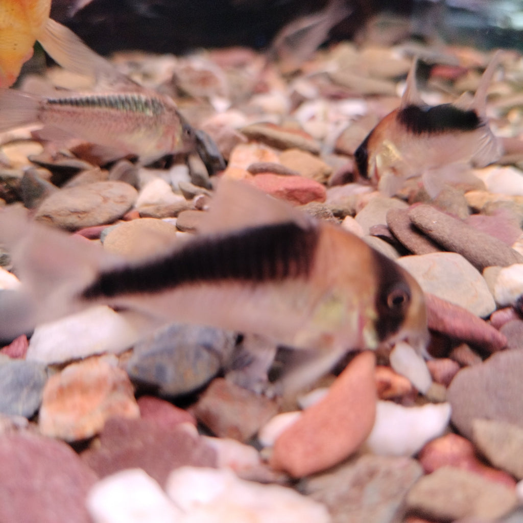 Freshwater Bottom Feeder Fish for Sale - East Ocean Aquatic