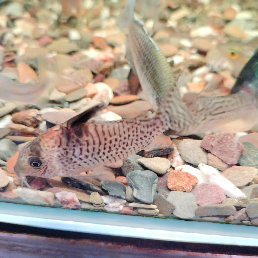 Freshwater Bottom Feeder Fish for Sale - East Ocean Aquatic