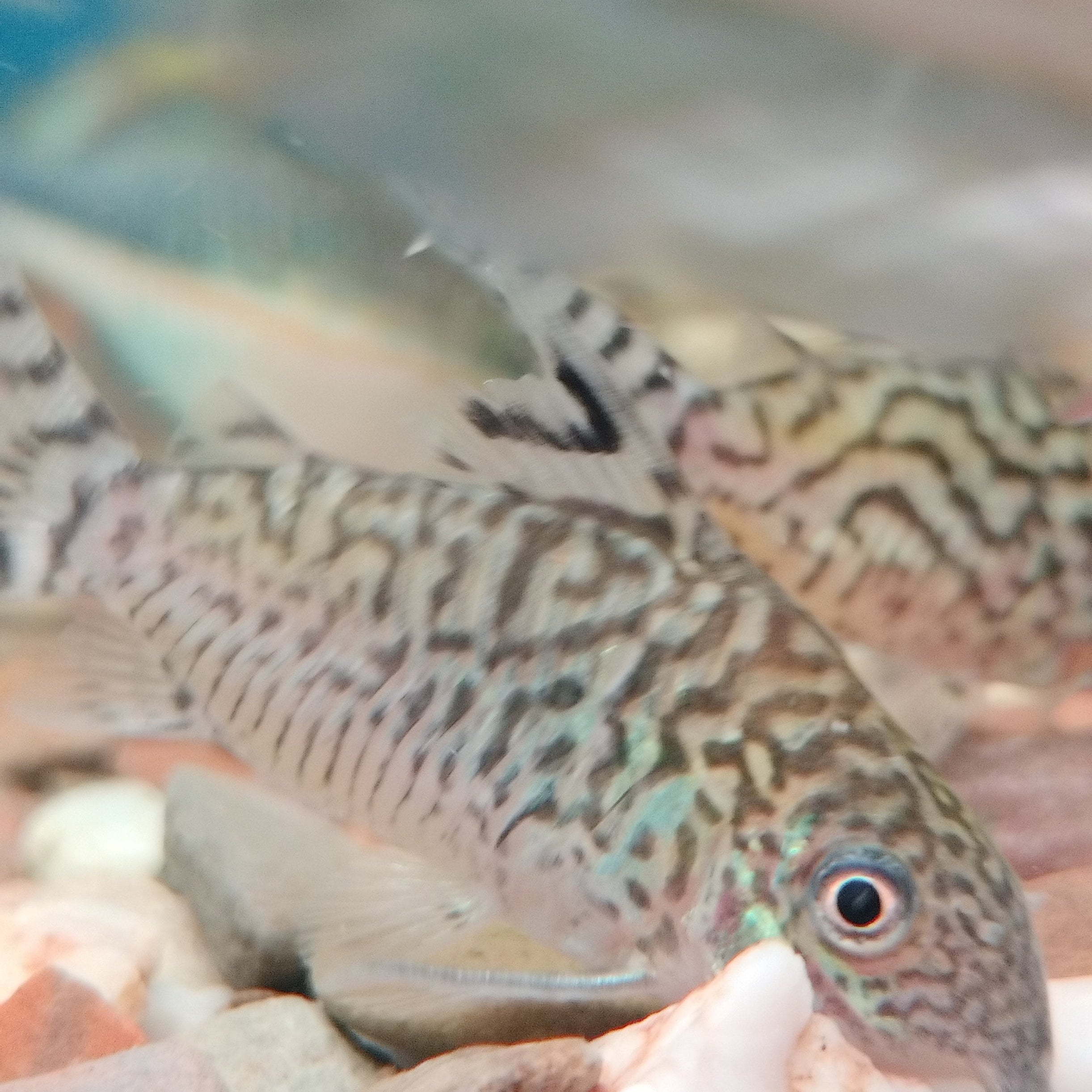 Sodalis Cory — East Ocean Aquatic