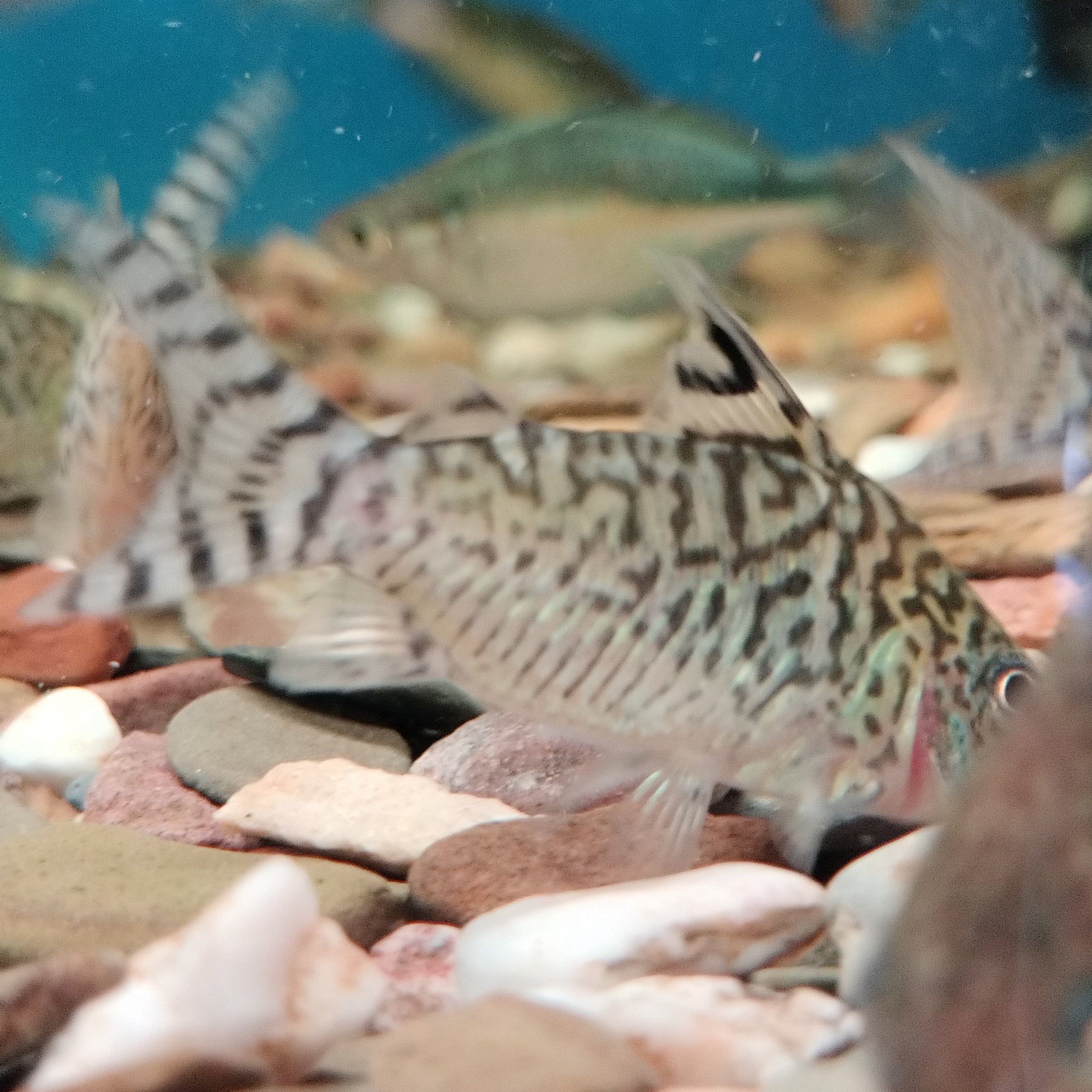 Sodalis Cory — East Ocean Aquatic