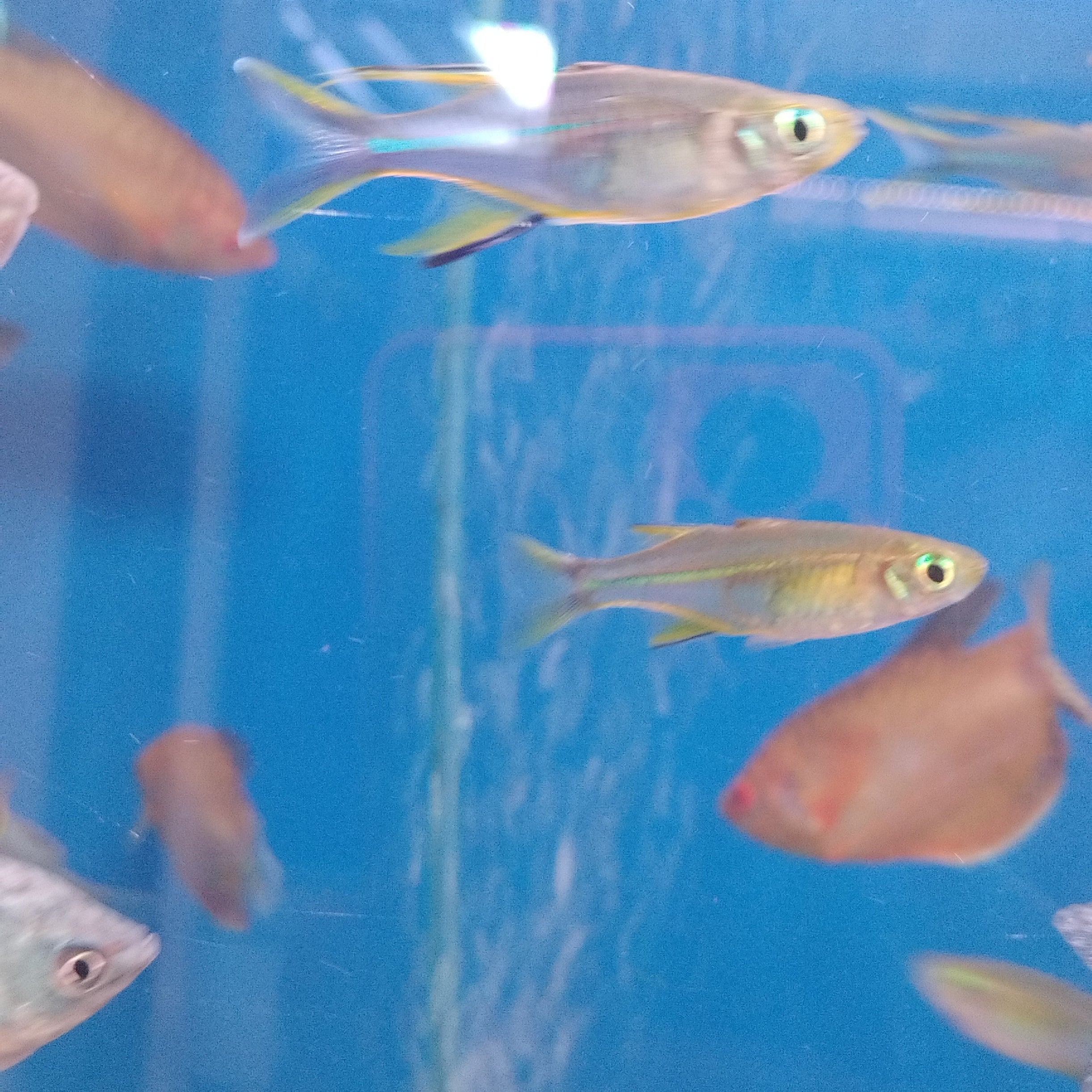 Celebes Rainbowfish — East Ocean Aquatic