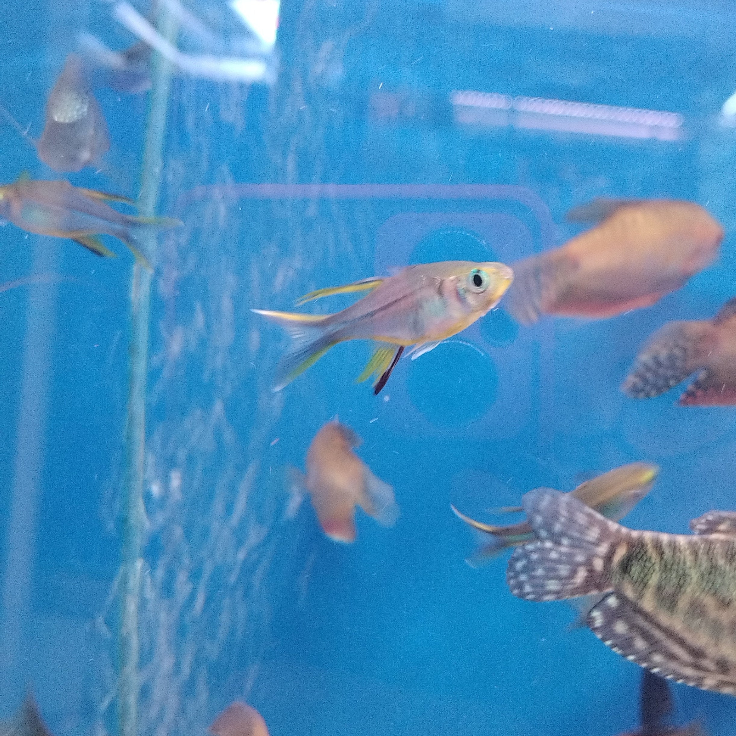 Celebes Rainbowfish — East Ocean Aquatic