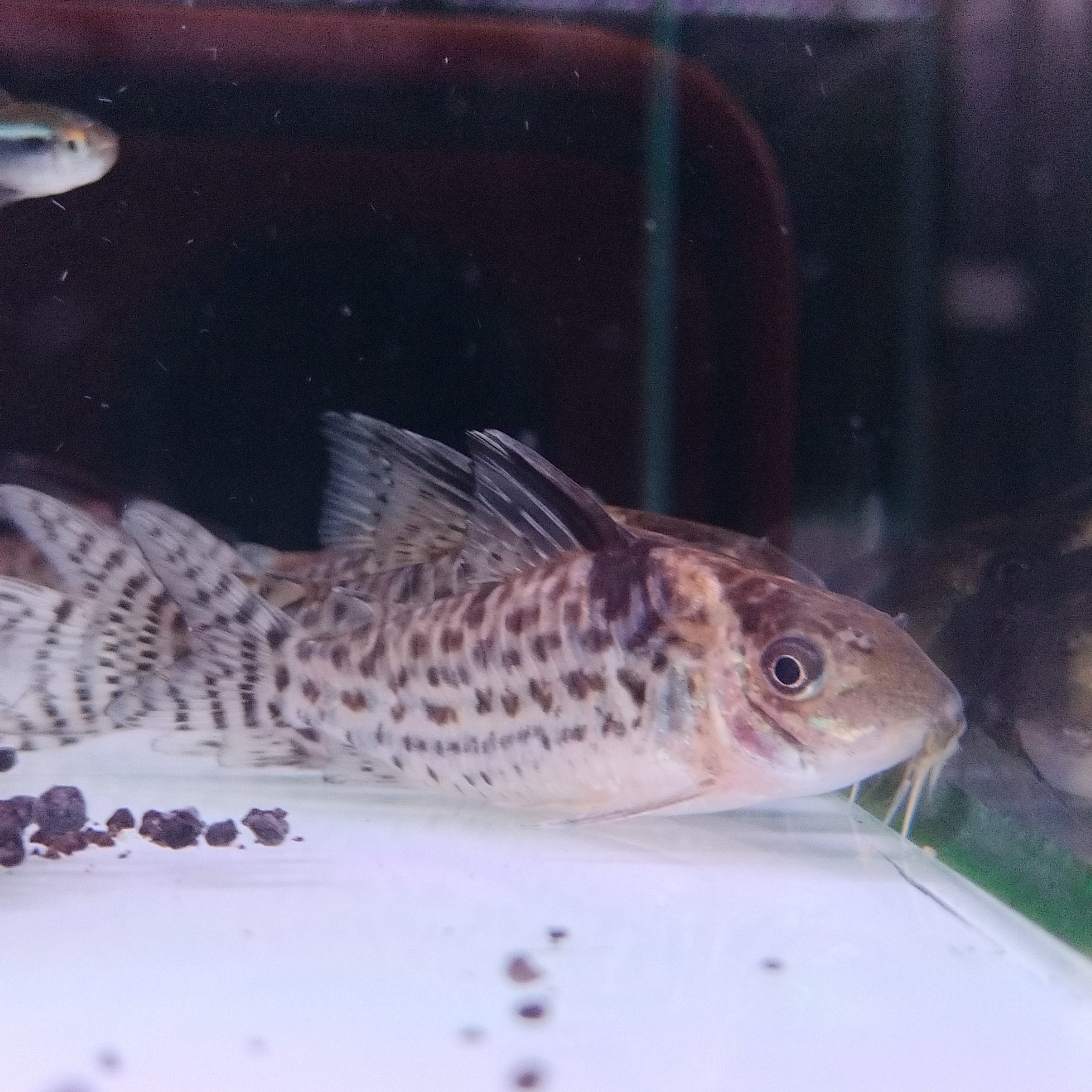 Punctatus Cory — East Ocean Aquatic