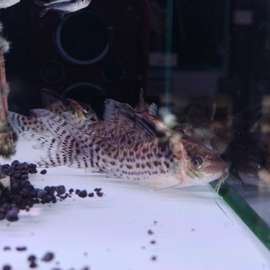 Freshwater Bottom Feeder Fish for Sale - East Ocean Aquatic