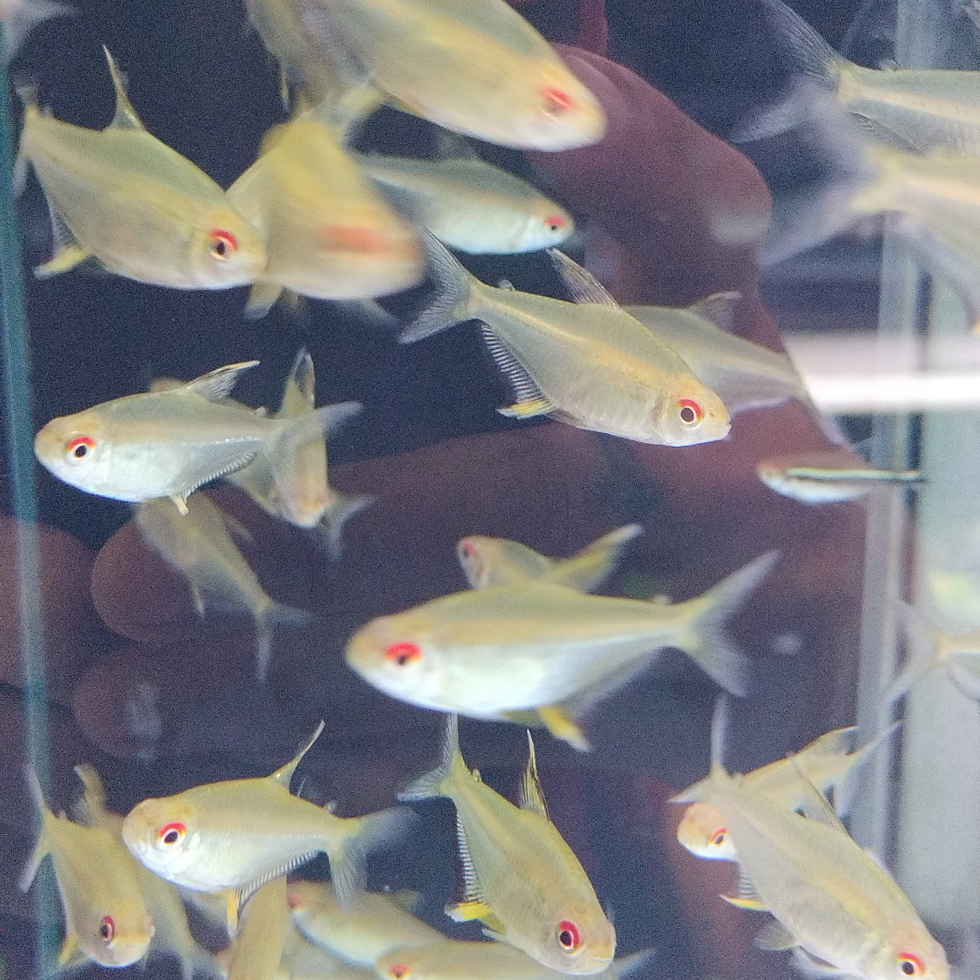 Lemon tetra — East Ocean Aquatic