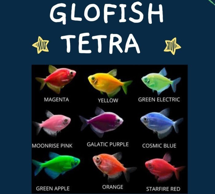 Colored Glofish Tetra — East Ocean Aquatic