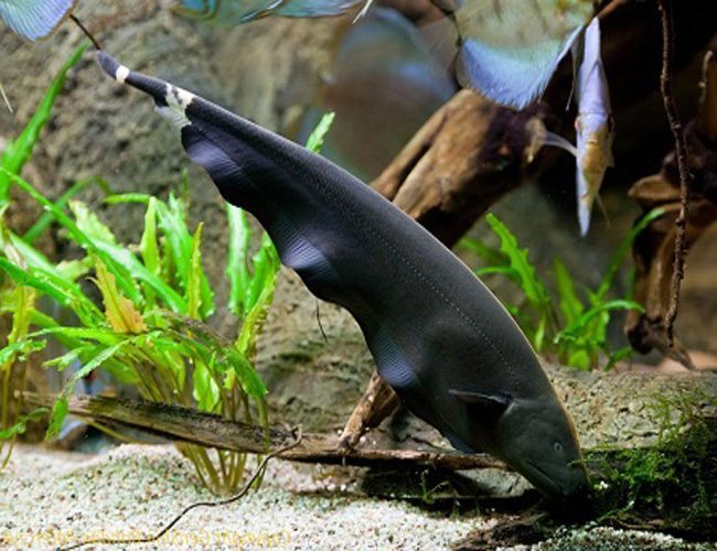 Black Ghost Knife fish — East Ocean Aquatic