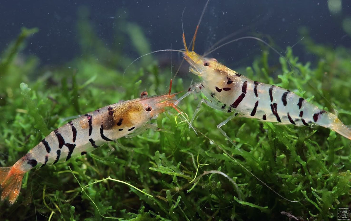 Tiger shrimp — East Ocean Aquatic