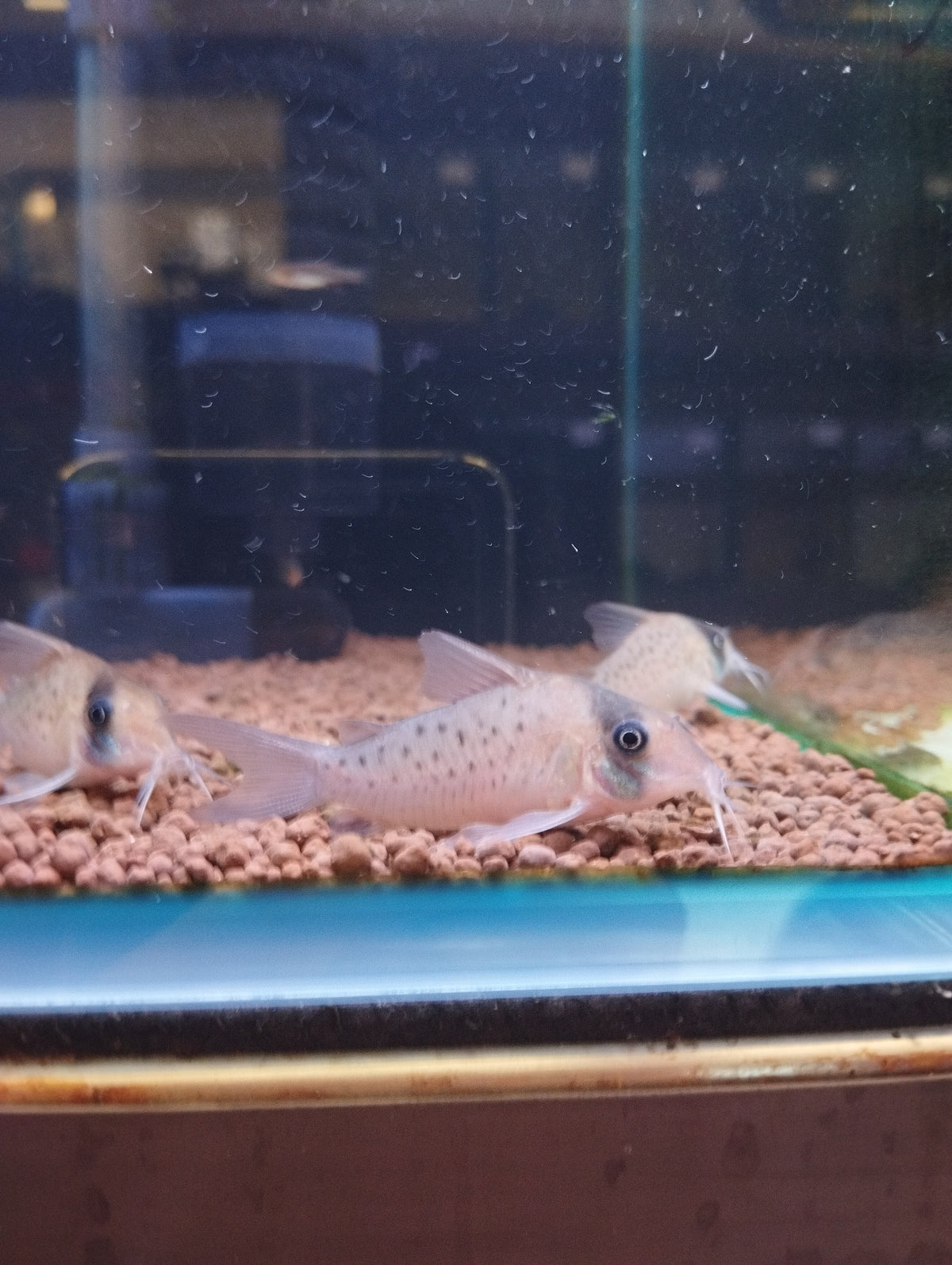 Sychri Cory — East Ocean Aquatic