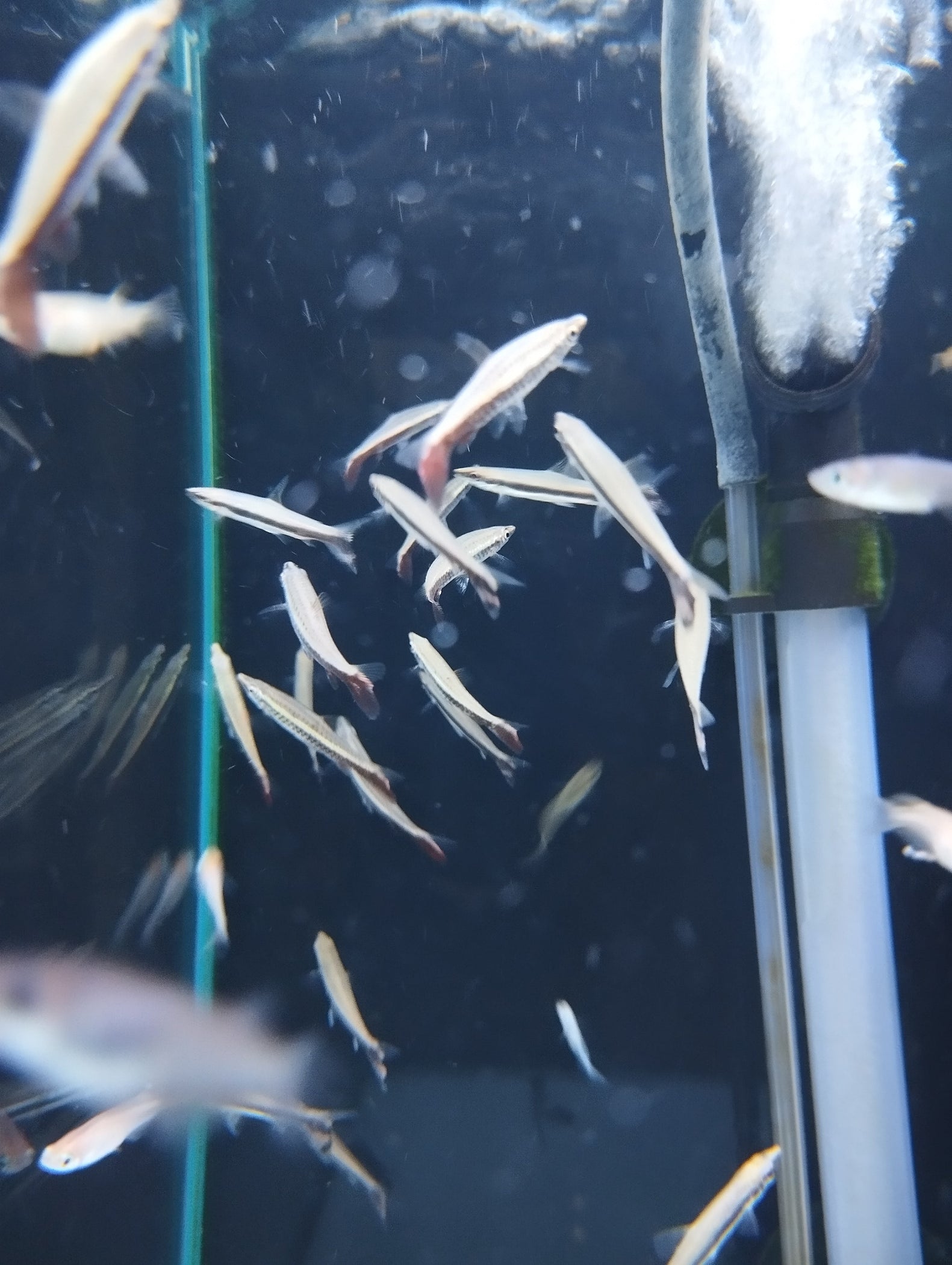 Rocket Pencil fish — East Ocean Aquatic