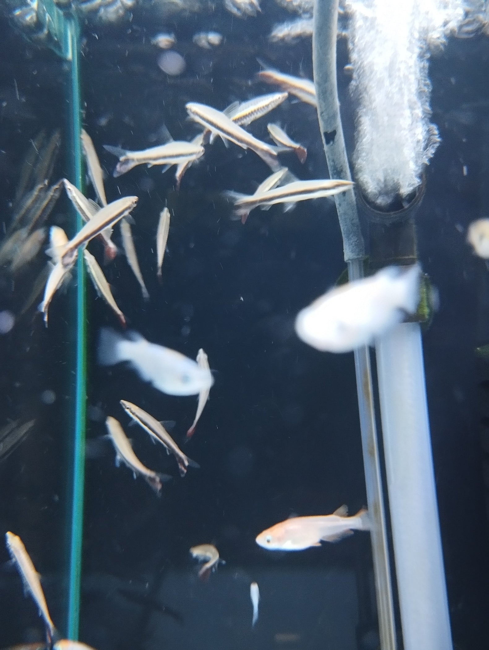 Rocket Pencil fish — East Ocean Aquatic