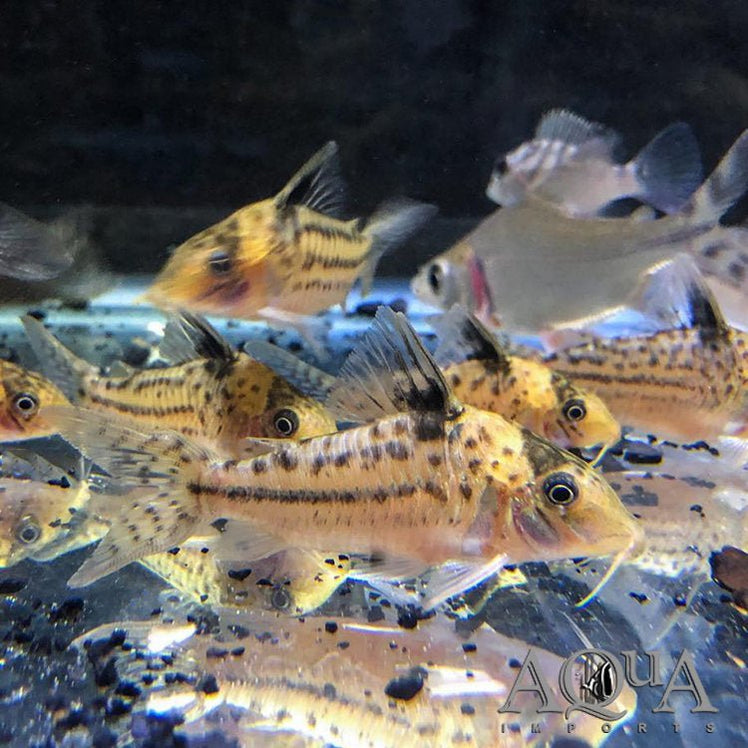 Freshwater Bottom Feeder Fish for Sale - East Ocean Aquatic
