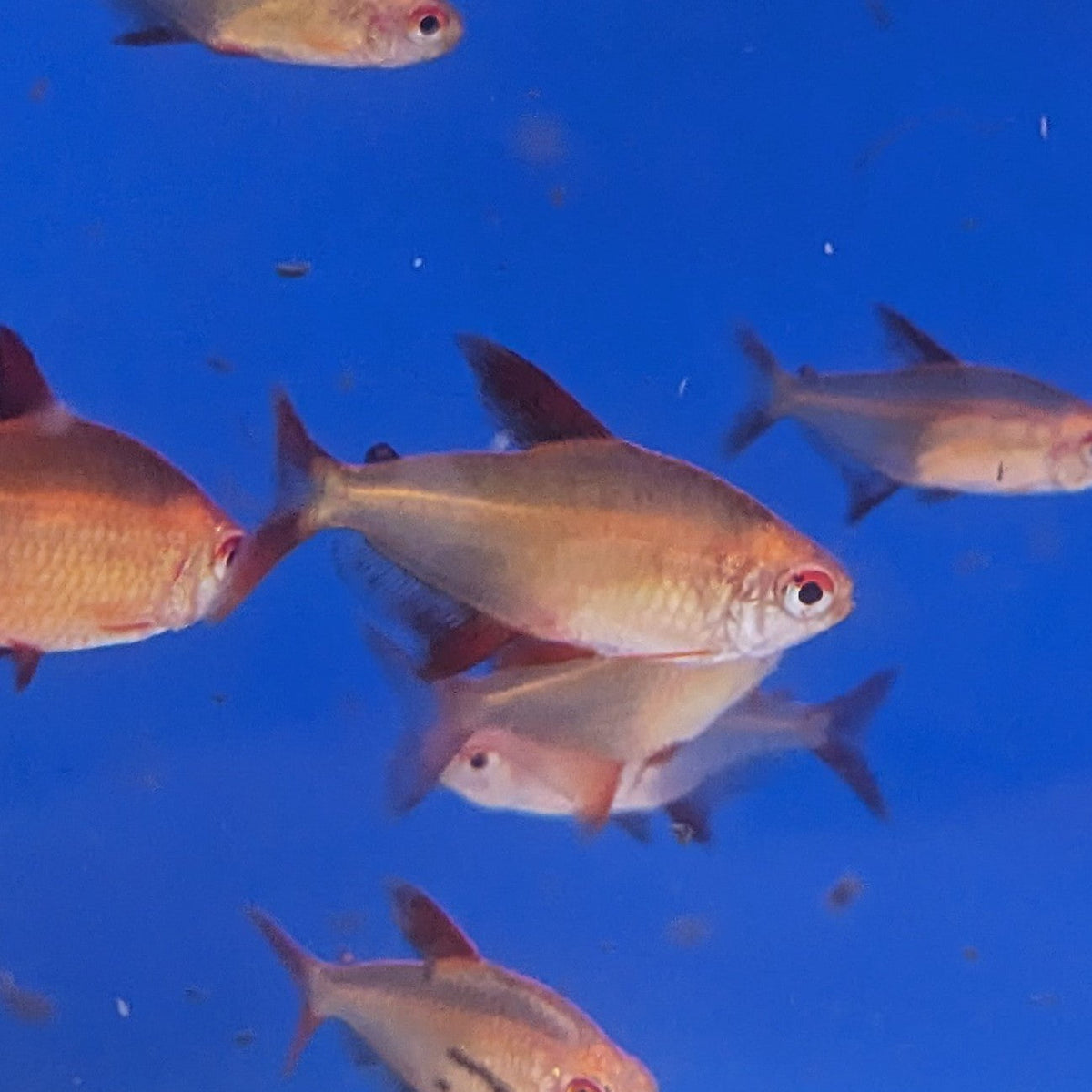 Muzel Red Cherry Tetra — East Ocean Aquatic