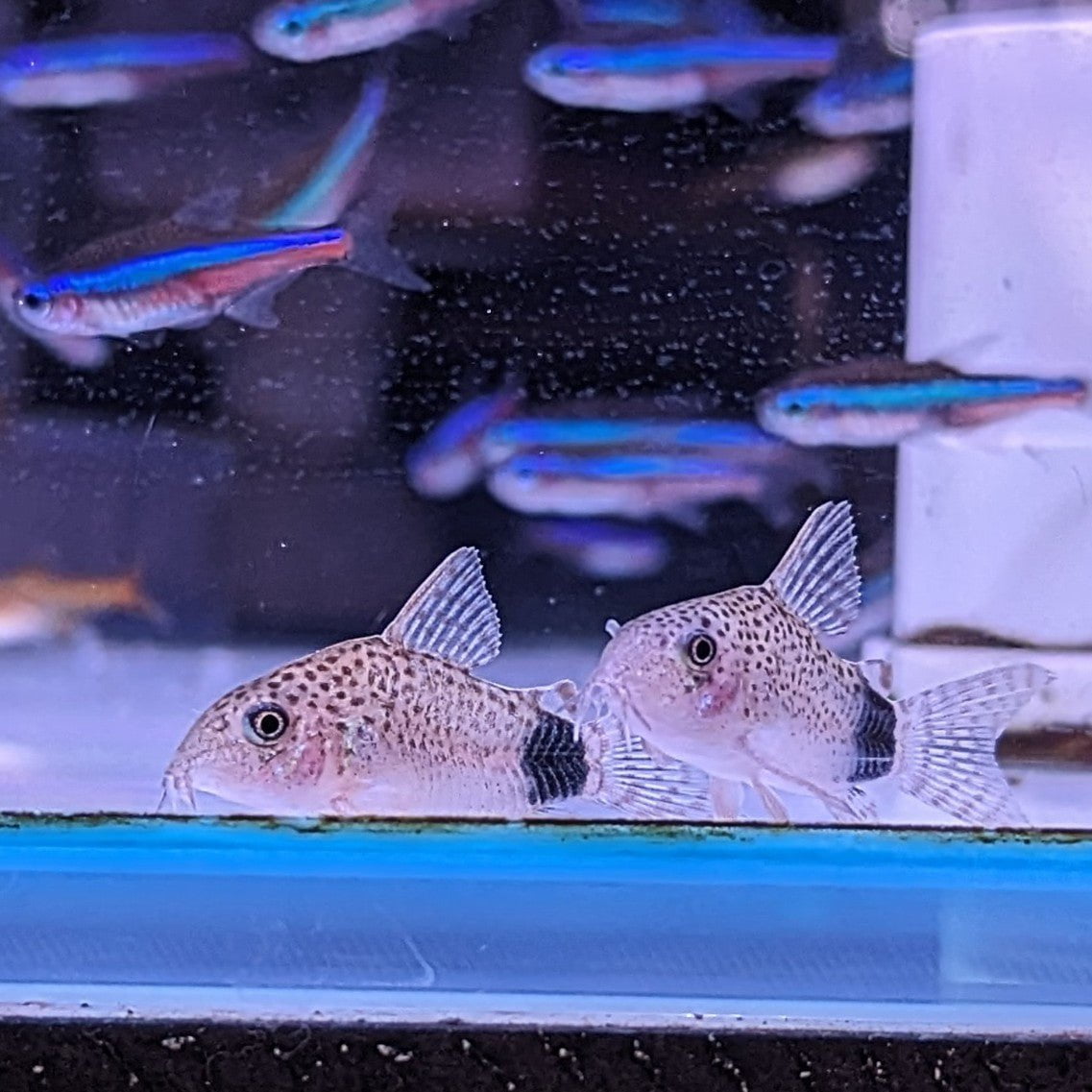 Freshwater Bottom Feeder Fish for Sale - East Ocean Aquatic