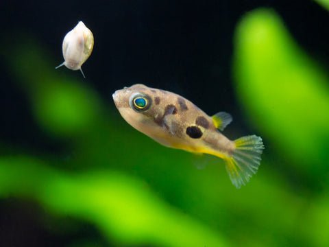 Pea puffer — East Ocean Aquatic