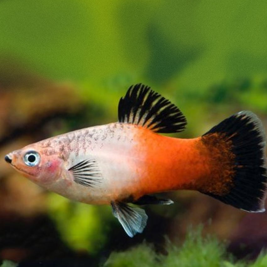Online Aquarium Shop in Singapore | Fish Tank & Aquarium Supplies ...