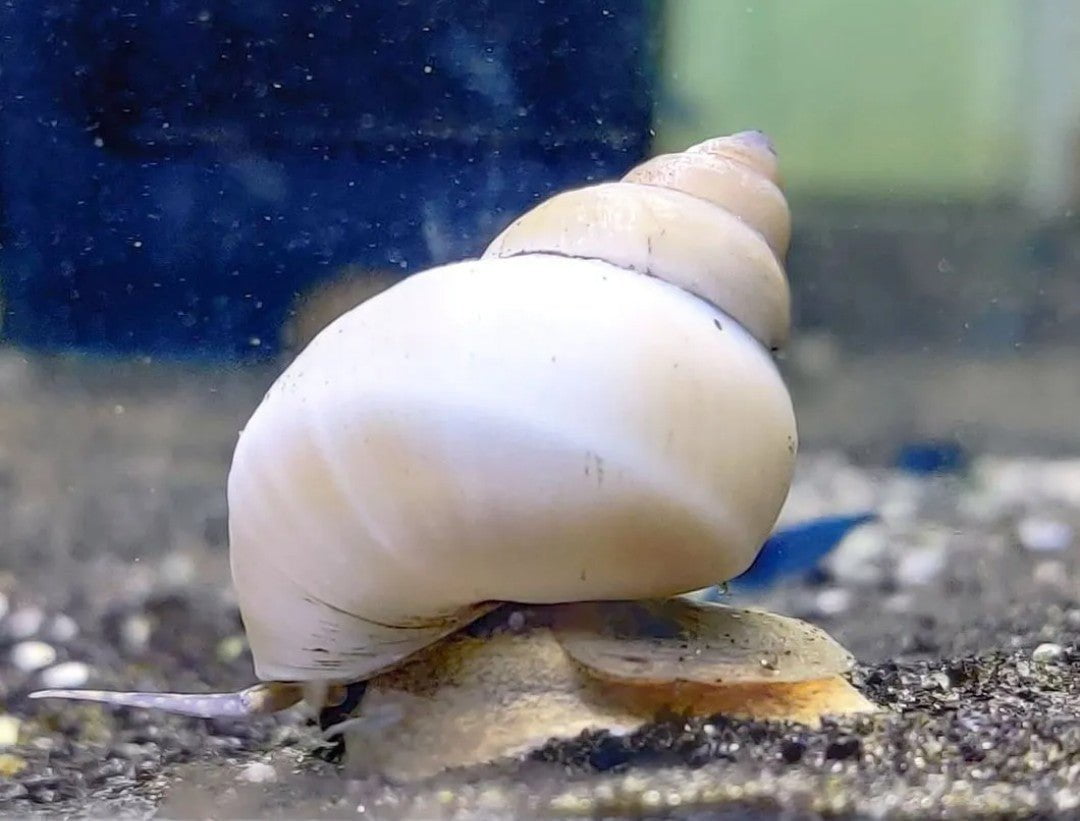White wizard snails — East Ocean Aquatic