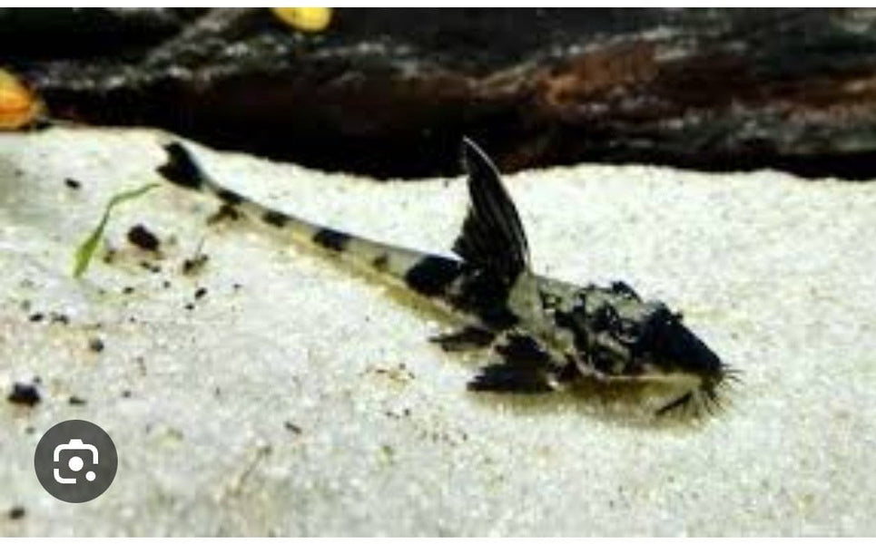 Marble Whiptail Catfish — East Ocean Aquatic