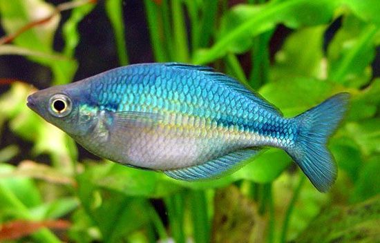 Blue Neon Rainbowfish — East Ocean Aquatic