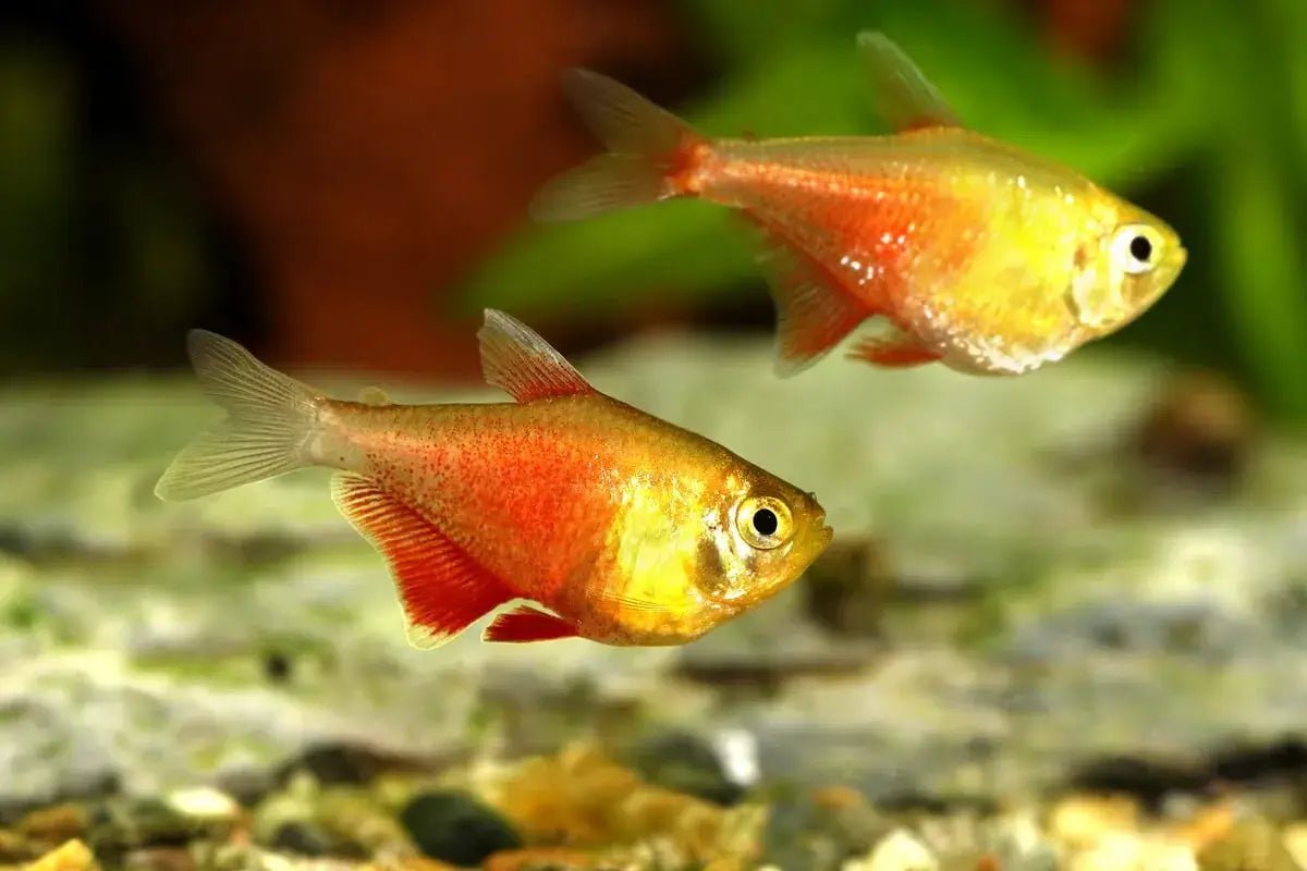 Flame Tetra — East Ocean Aquatic