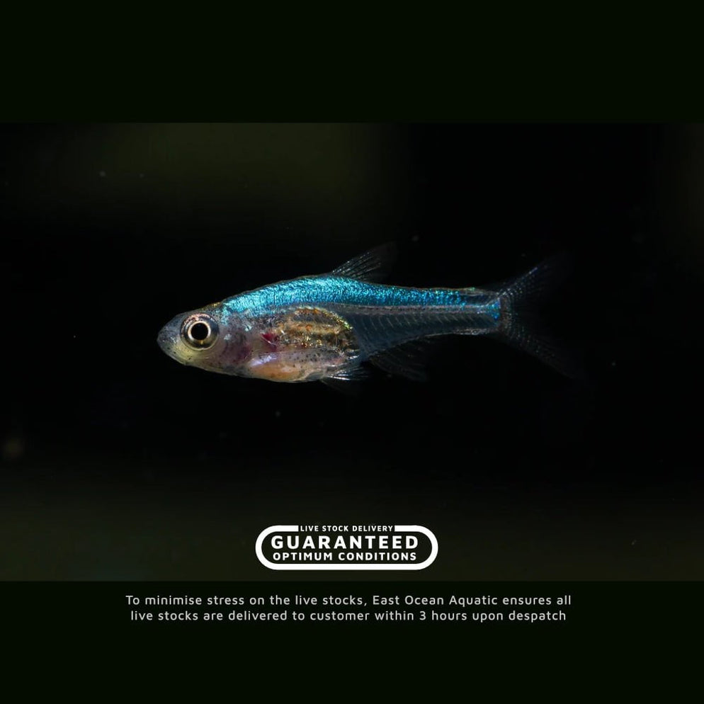 Blue Axelrodi Rasboras — East Ocean Aquatic