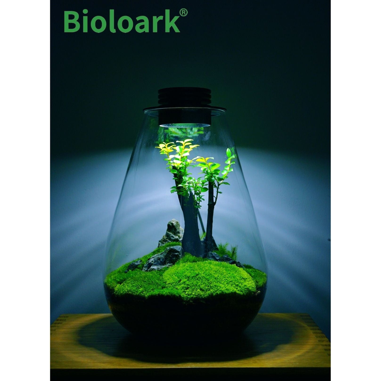 BIOLOARK - Tear Drop Terrarium (SD-175 / SD-200) — East Ocean Aquatic