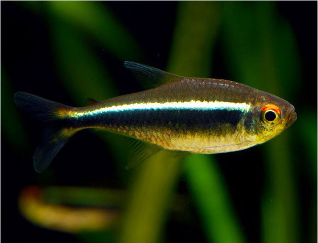 Buy Tropical Freshwater Fish Online in Singapore - East Ocean Aquatic