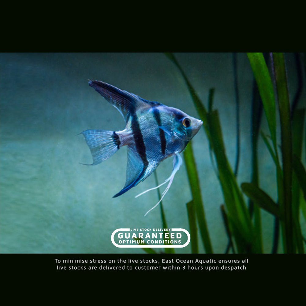 Philippine Blue Angelfish