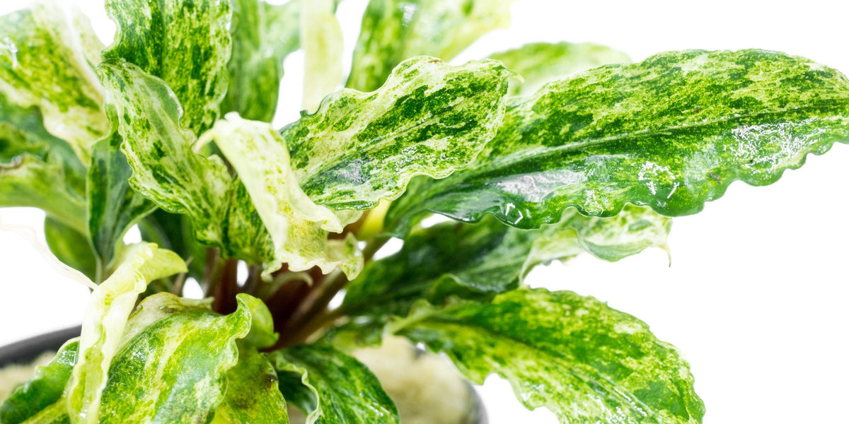 TCulture Bucephalandra APC Marble (Pot) — East Ocean Aquatic