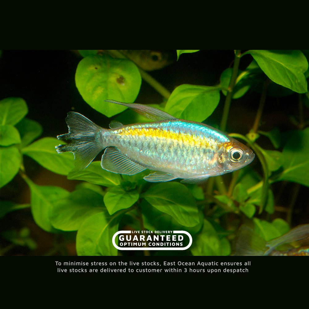 Congo Tetra — East Ocean Aquatic