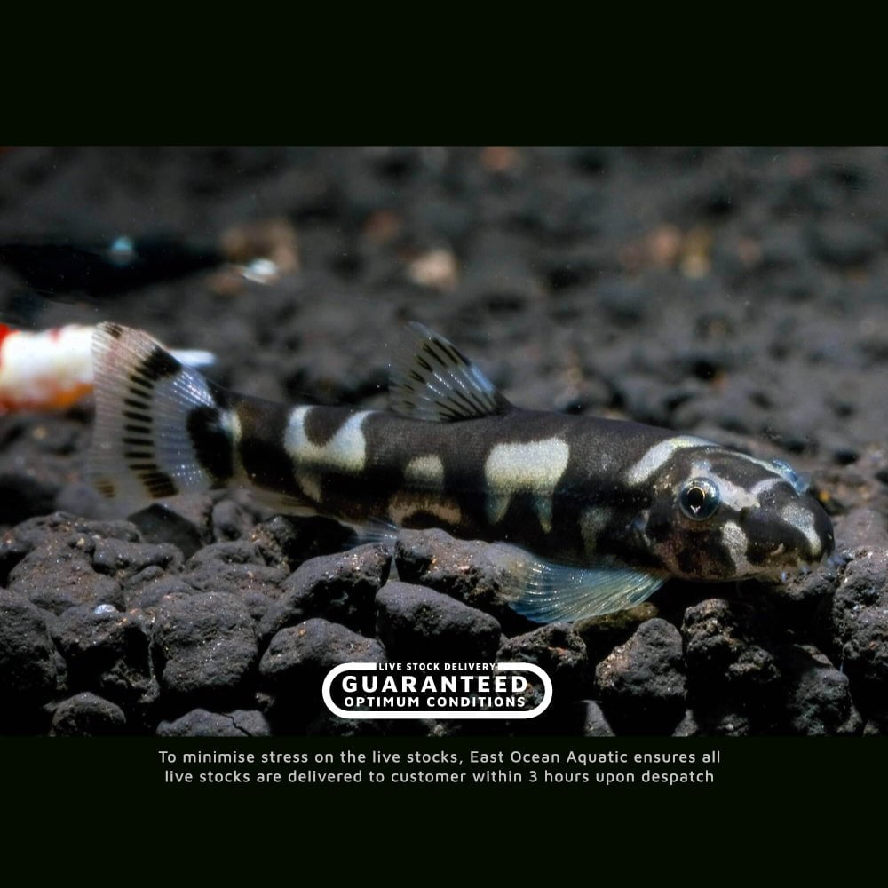 Panda Loach — East Ocean Aquatic