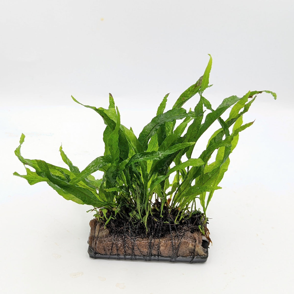 TCulture Microsorum pteropus petite on plate — East Ocean Aquatic