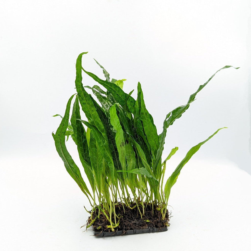 Fern — East Ocean Aquatic