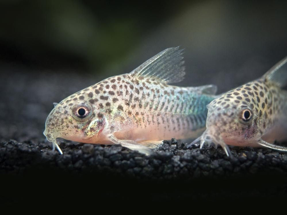 Freshwater Bottom Feeder Fish for Sale - East Ocean Aquatic