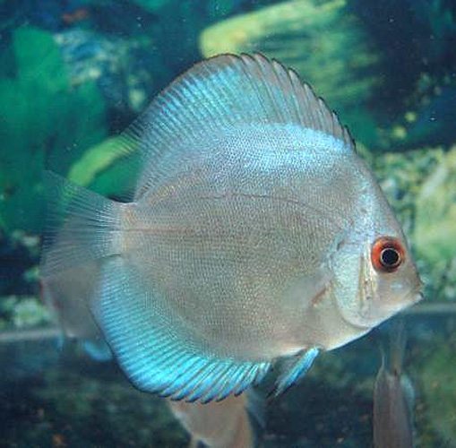Blue Diamond Discus Fish — East Ocean Aquatic