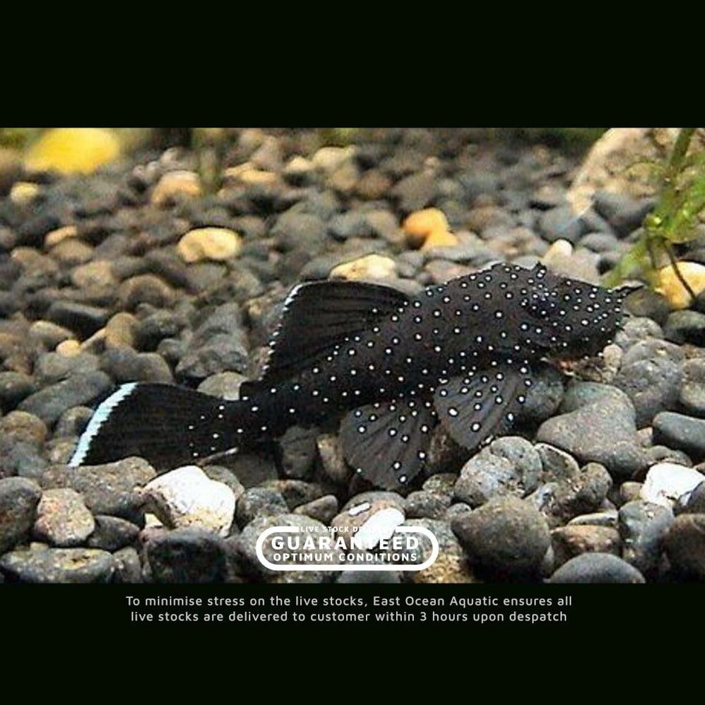 Freshwater Bottom Feeder Fish for Sale - East Ocean Aquatic